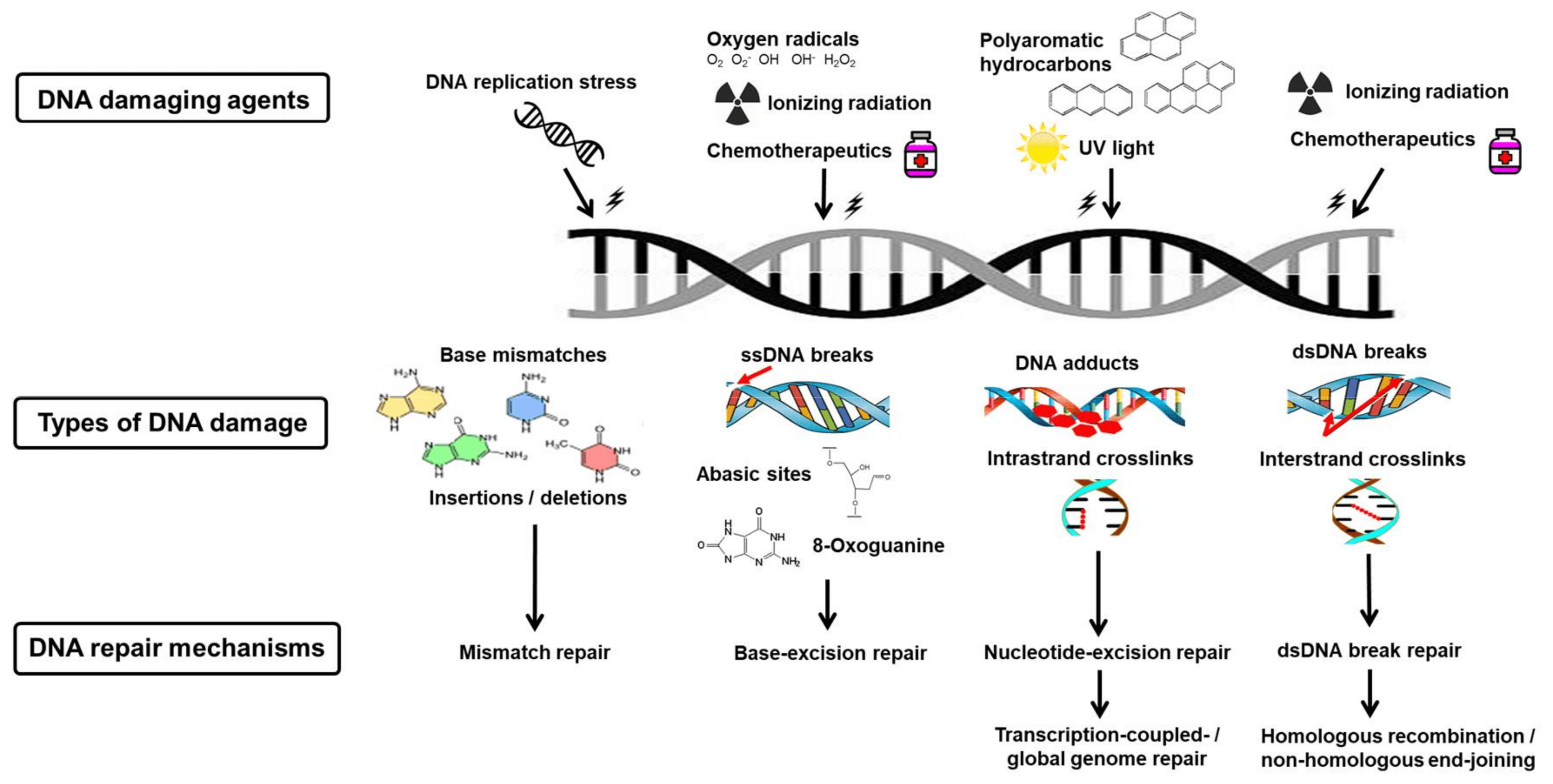DNA mutation and species variation: Life’s oldest double-edged sword ...